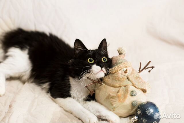 Котейка - солнечная бармалейка