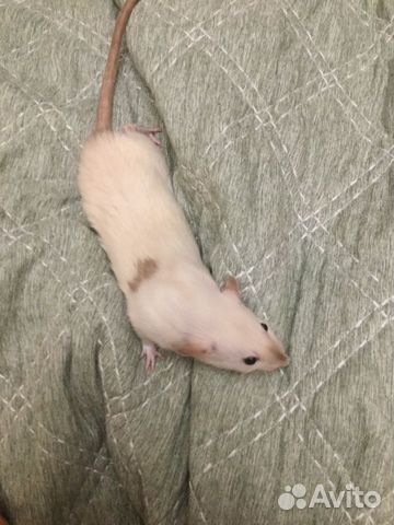 Крысы девочки