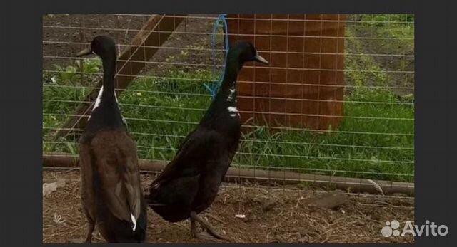 Индийские бегунки продажа или обмен