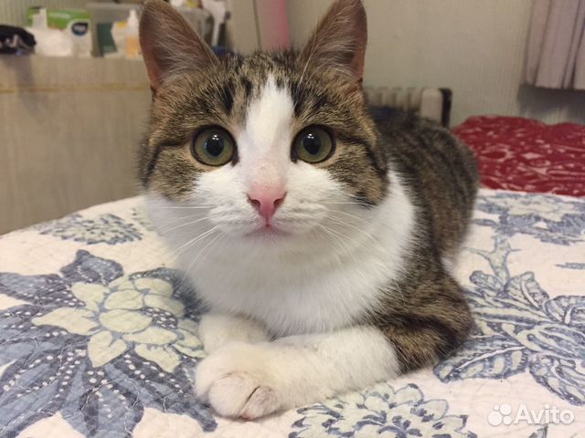Котёнок 7 мес кошечка