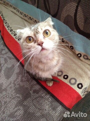 Ищем вислоухой кошечке дом