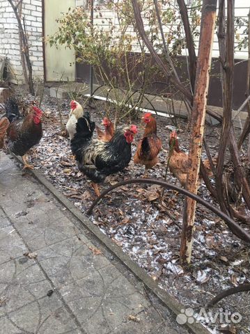 Петухи