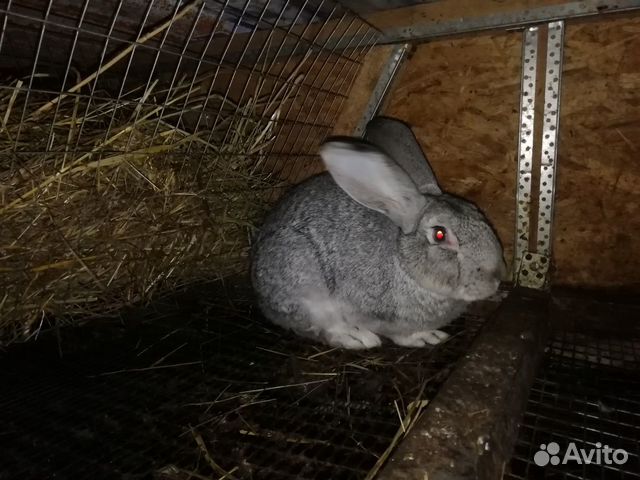 Кролик великан самец