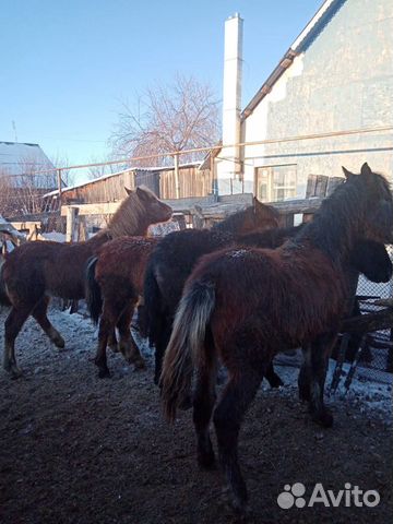 Продам жеребят