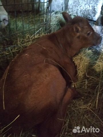 Продам тёлочку