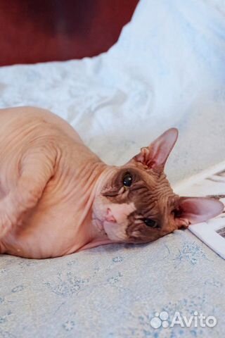 Канадский сфинкс