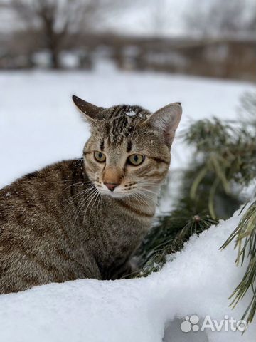 Вязка кота Серенгети