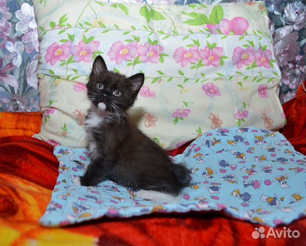 Продам котят курильского бобтейла