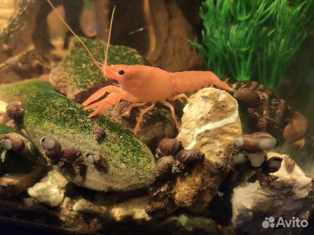 Красные Флоридские раки