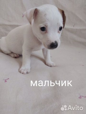 Щенок Джек Рассел Терьер