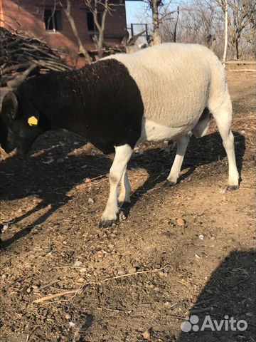 Продается баран породы дорпер