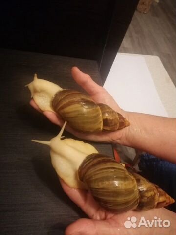 Улитки ахитинские