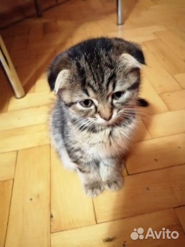 Отдам котика британец