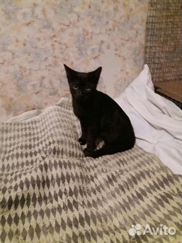 Котик в добрые руки