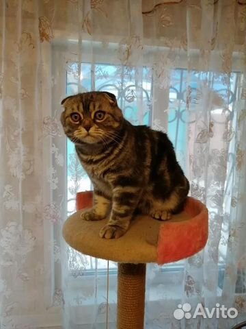 Шотландский котик Фолд на вязку