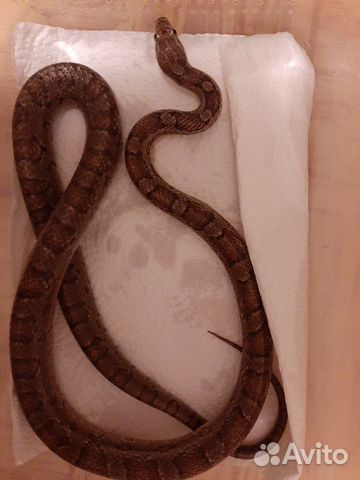 Джуффин. Маисовый полоз