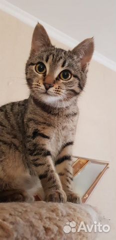 Котёнок Мэри 4 мес в добрые руки
