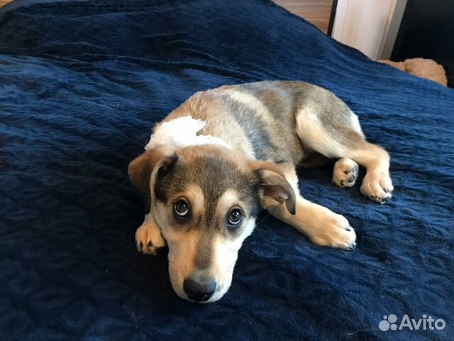 Щеночек ищет хозяев