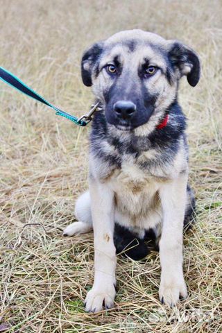 Отдам в хорошие руки, метис овчарки