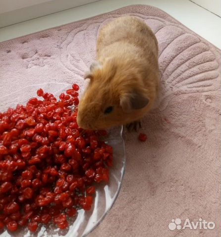 Морские свинки (болдуинкаррьер)