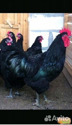 Петухи чёрные куры Джерсийский Гигант Барбезье дос