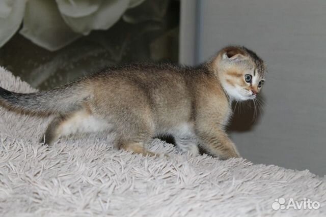 Шотландский котенок