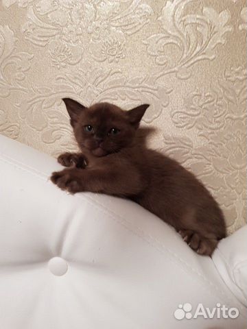 Бурманская