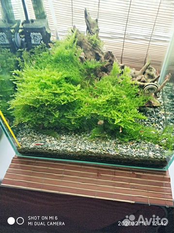 Кристмас. Неприхотливый мох