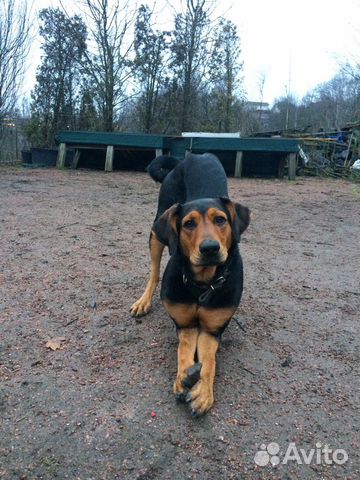 Красивая собака, метис гончей в добрые руки