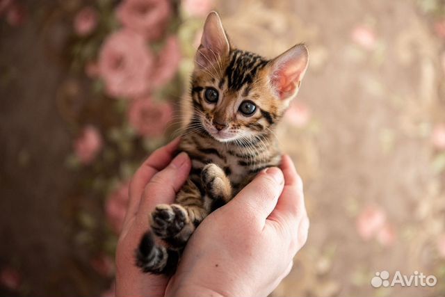 Бенгальские котики