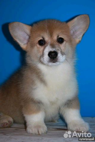 Вельш корги пемброк