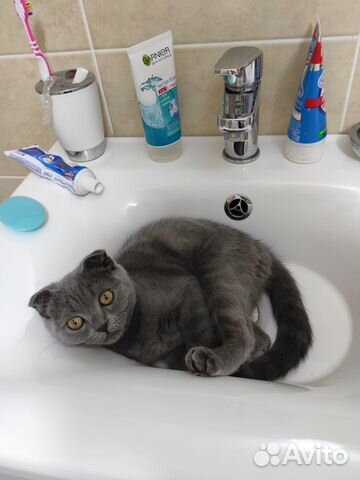 Продам котенка