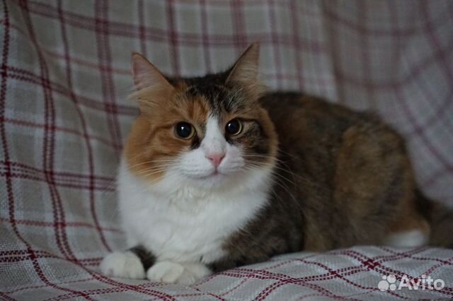 Кошечки в дар