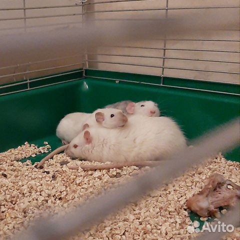 Три крысы милашки ищут новый дом