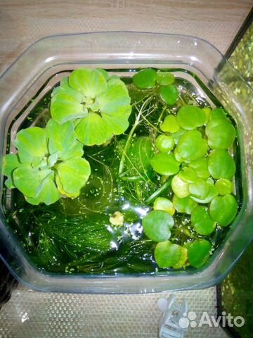 Аквариумная прополка