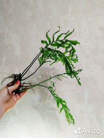 Растения для аквариума