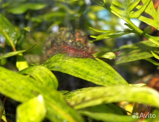 Креветки Вишни (Cherry)