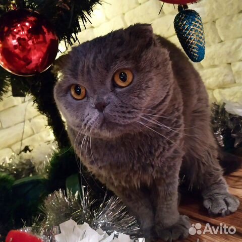 Британская кошка вислоухая