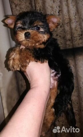 Мальчик йоркширский терьер беби-фэйс