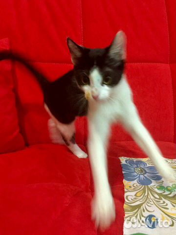 Котёнок ищет маму и папу