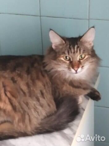 Муся-Муська-Мусечка в добрые руки