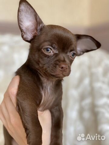 Шоколадный Мальчик Чихуахуа