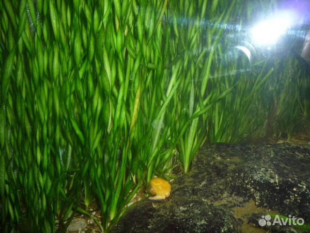 Аквариумные растения
