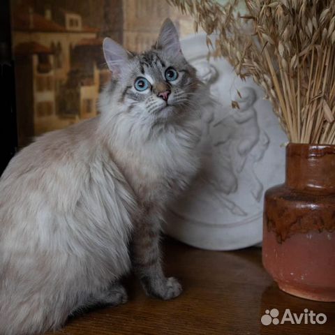 Кошка