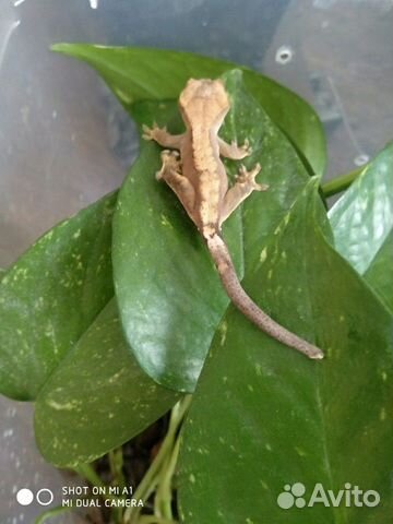 Реснитчатый бананоед