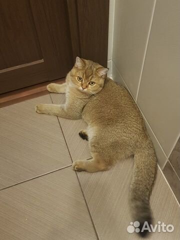 Отдаём Шотладскую прямоухую кошку (1 год 2 месяца)