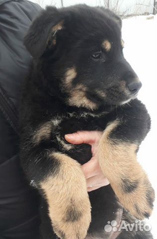 Собакакобельки