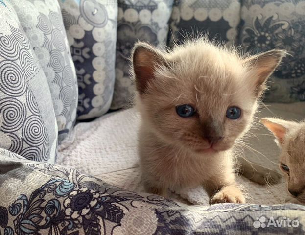 Котёнок