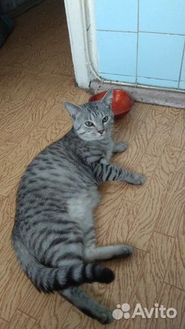 Котенок в хорошие руки