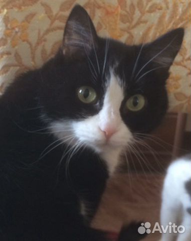 Кошка принцесса